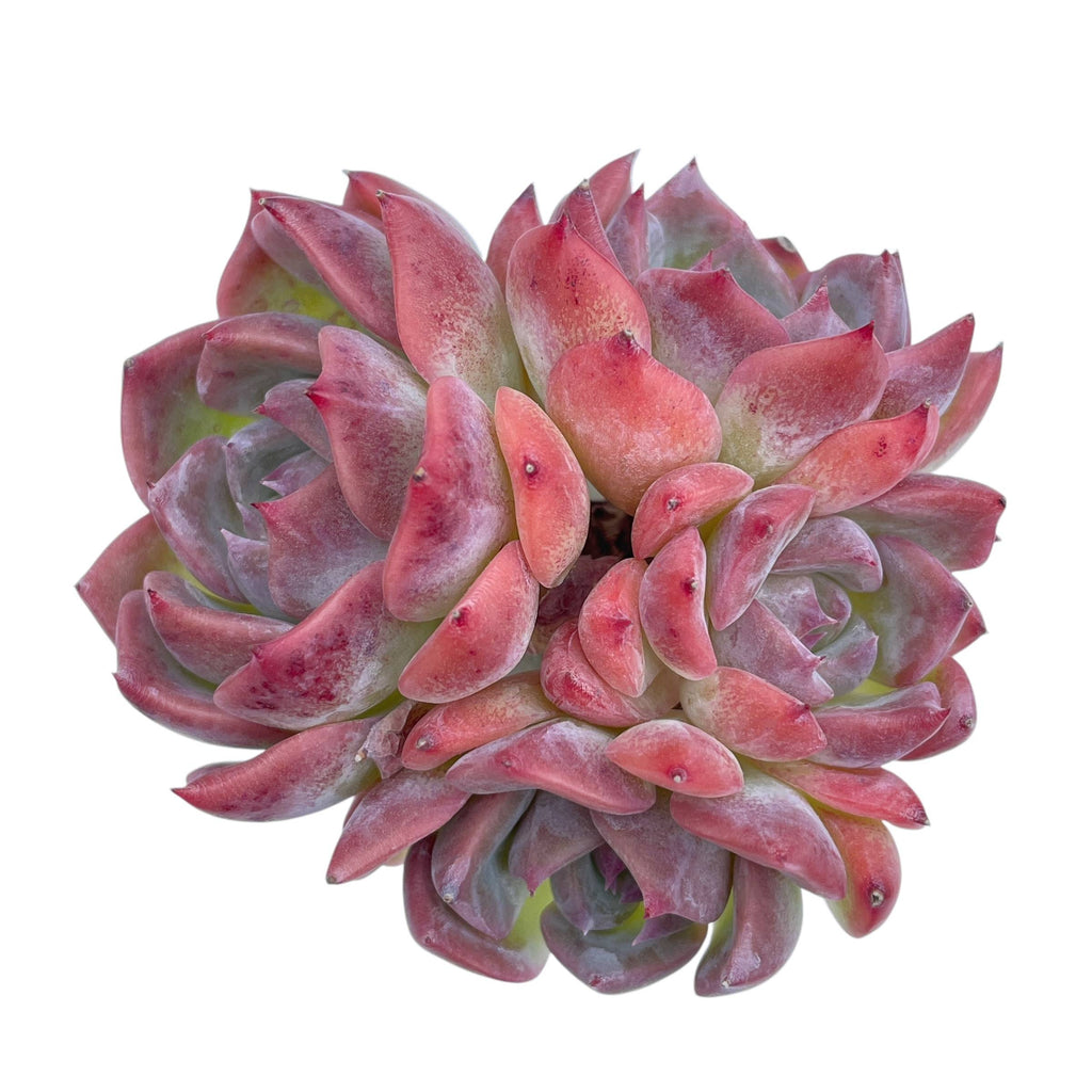 Echeveria Keralean, Cluster – Cedar Creek Farmhouse