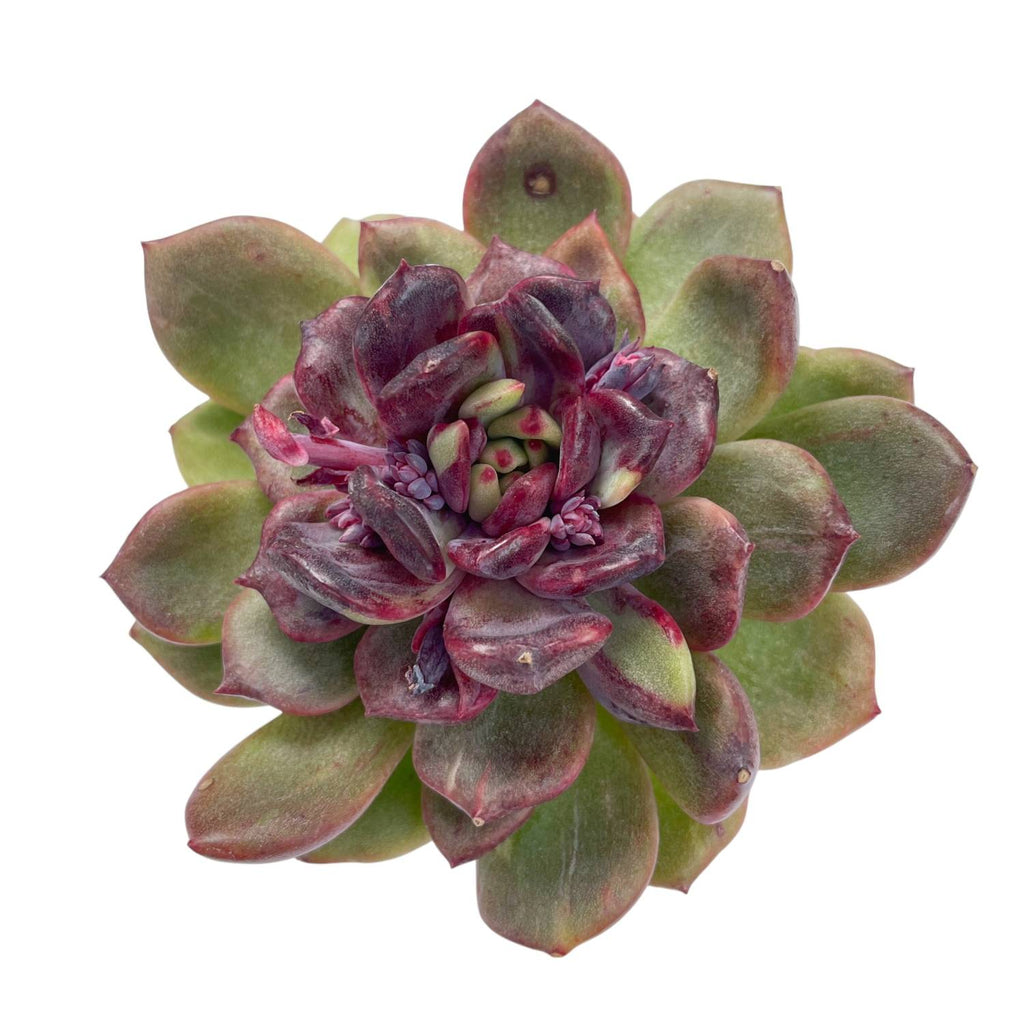 Echeveria Panorama – Cedar Creek Farmhouse