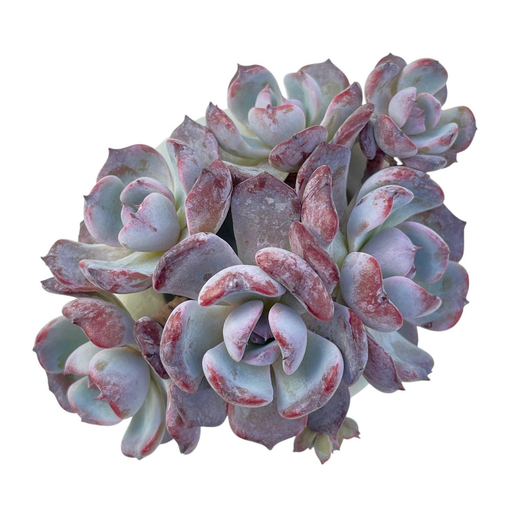 Echeveria Rainbow Goddess Cluster – Cedar Creek Farmhouse
