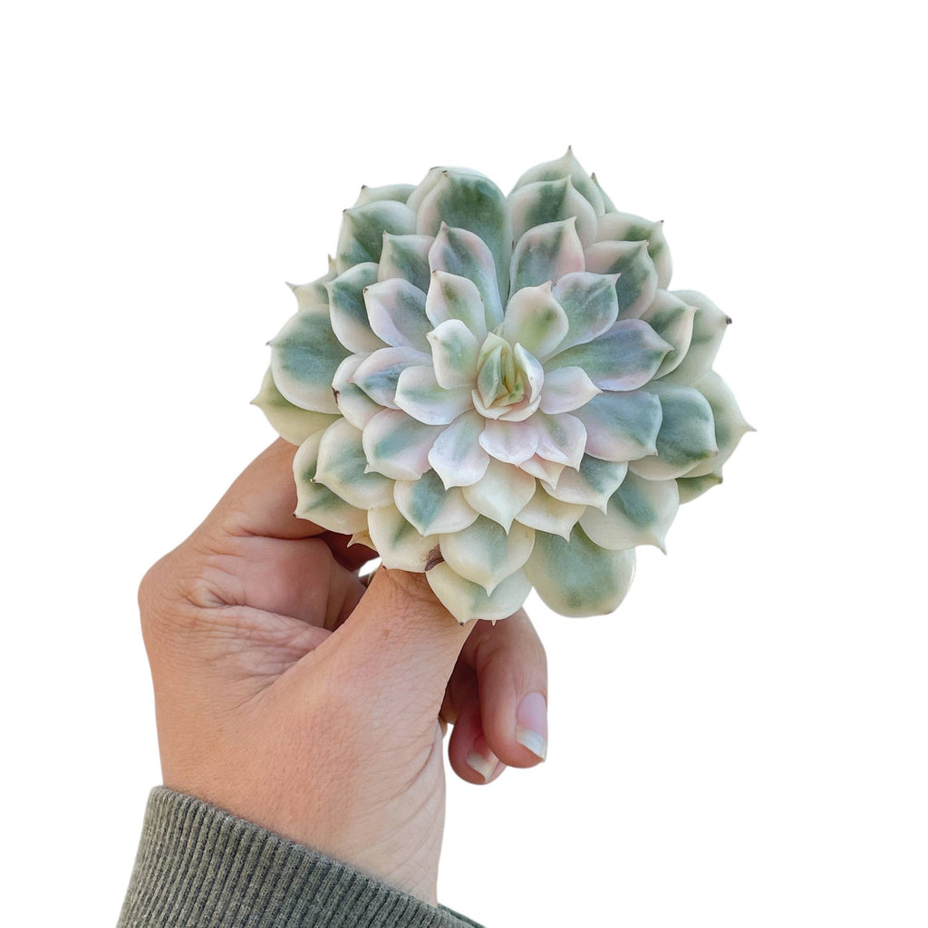 Echeveria Onslow, Variegated – Cedar Creek Farmhouse Echeveria Onslow, Variegated – Cedar Creek Farmhouse