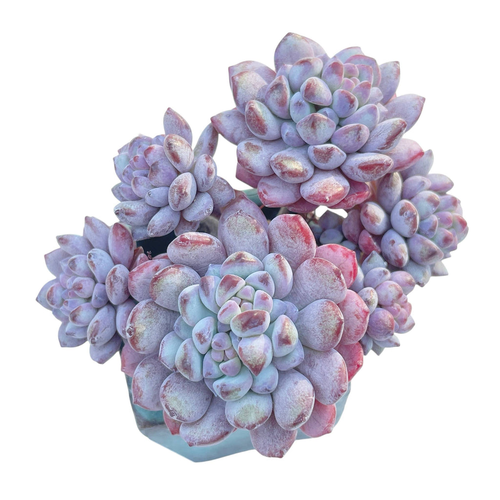Echeveria Amoena, Cluster – Cedar Creek Farmhouse