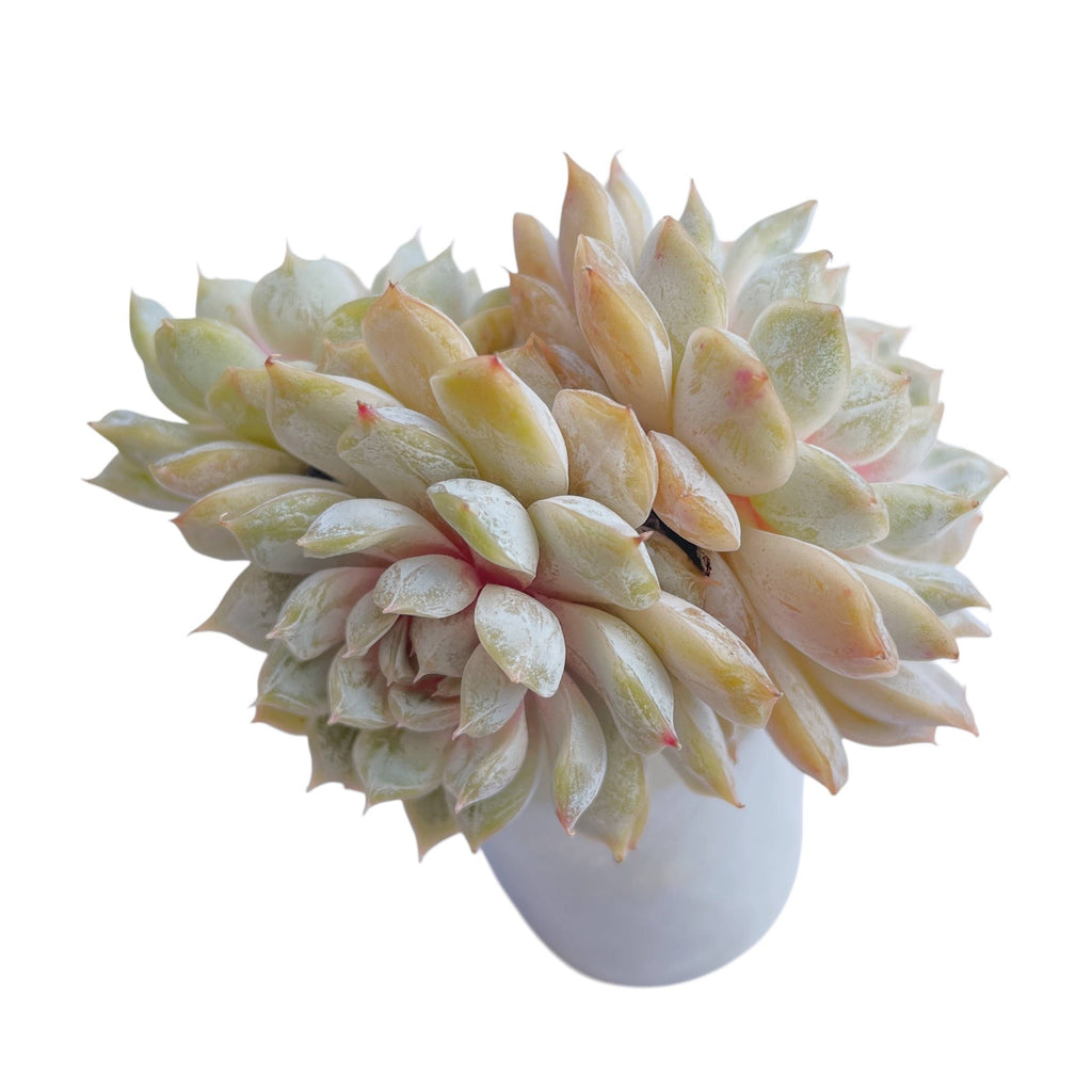 Echeveria Mary Bell, Small Triple – Cedar Creek Farmhouse