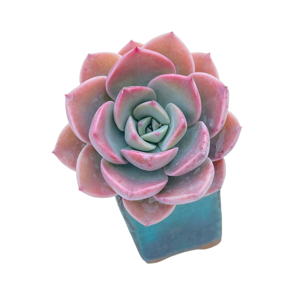 Echeveria Tinkerbell – Cedar Creek Farmhouse