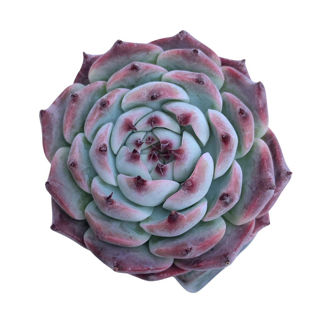 Echeveria Pavli – Cedar Creek Farmhouse