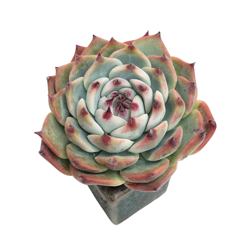 Echeveria Dotaerang – Cedar Creek Farmhouse