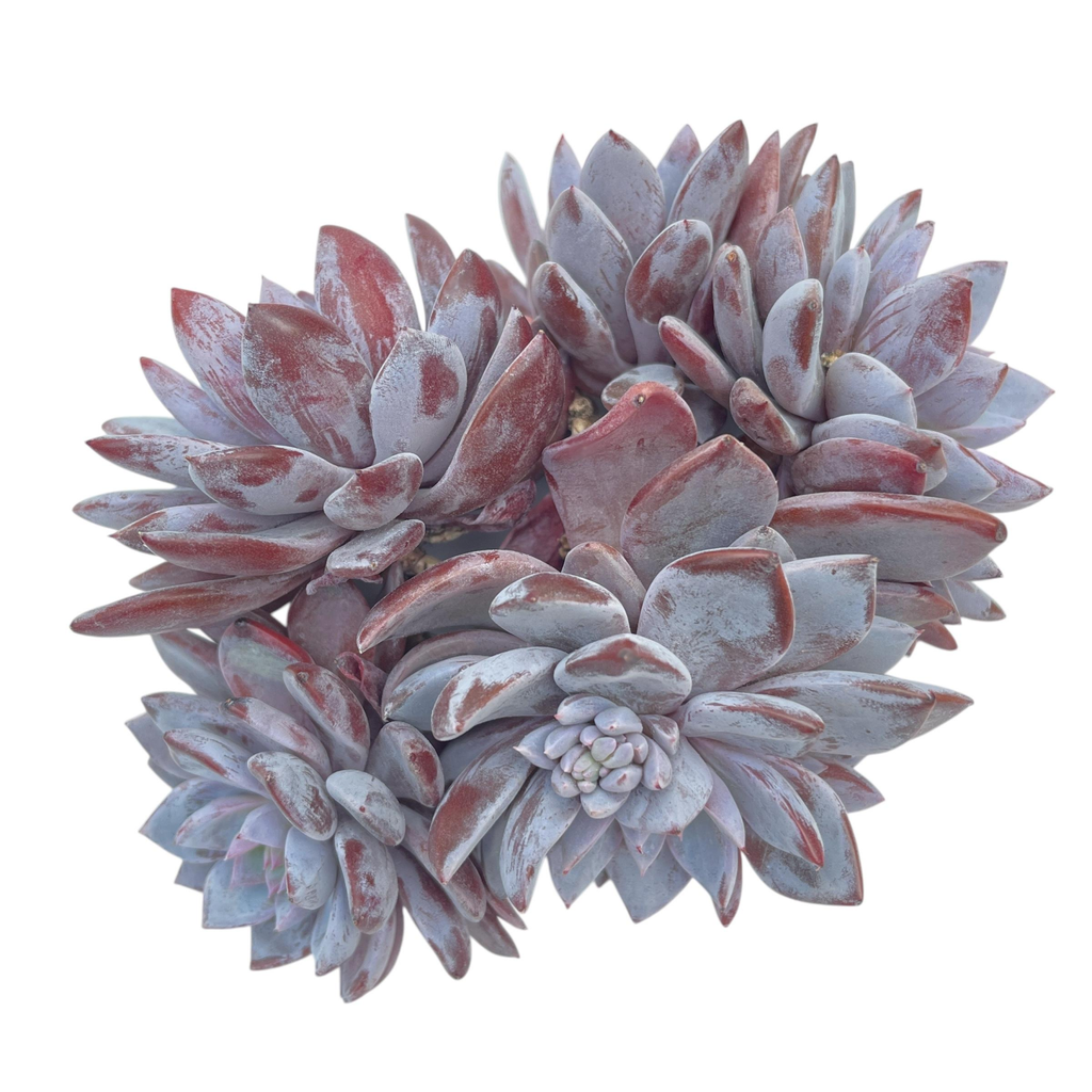 Echeveria Lulu Cluster – Cedar Creek Farmhouse