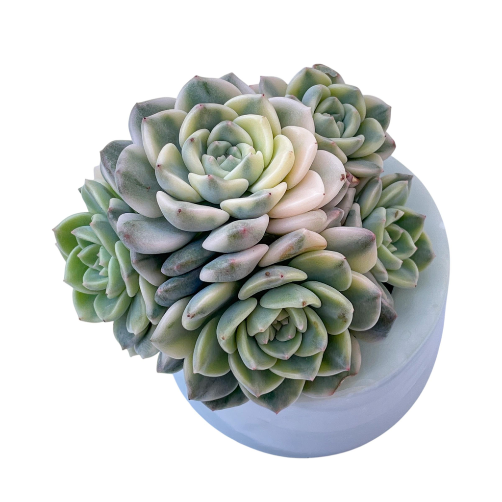 Echeveria Tinkerbell, Variegata – Cedar Creek Farmhouse