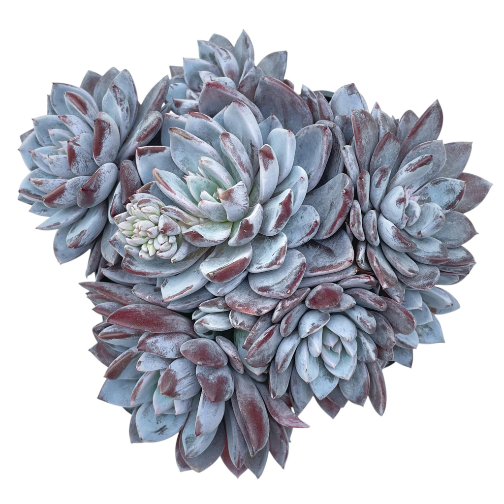 Echeveria Lulu Cluster – Cedar Creek Farmhouse