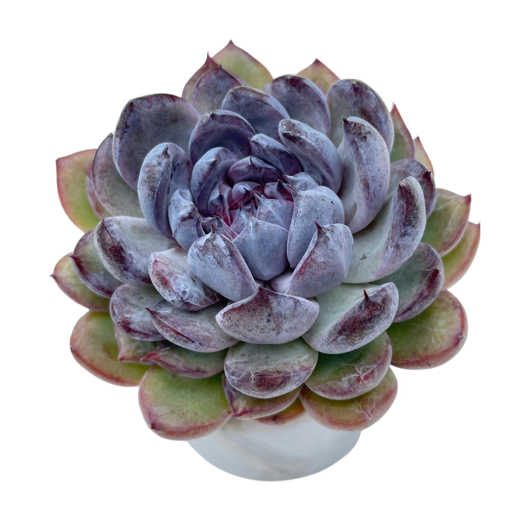 Echeveria Boracay – Cedar Creek Farmhouse