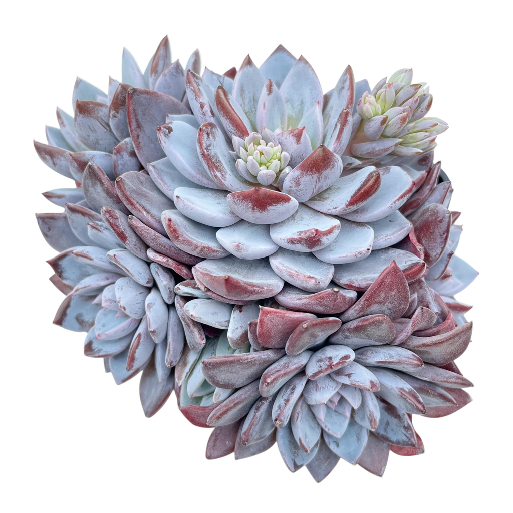 Echeveria Lulu Cluster – Cedar Creek Farmhouse