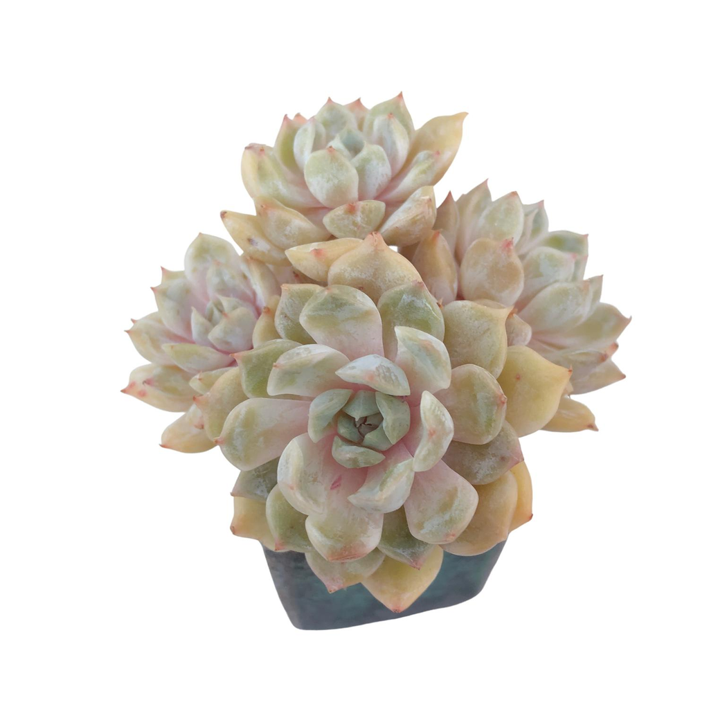Echeveria Mary Bell, (Separated Cluster) – Cedar Creek Farmhouse