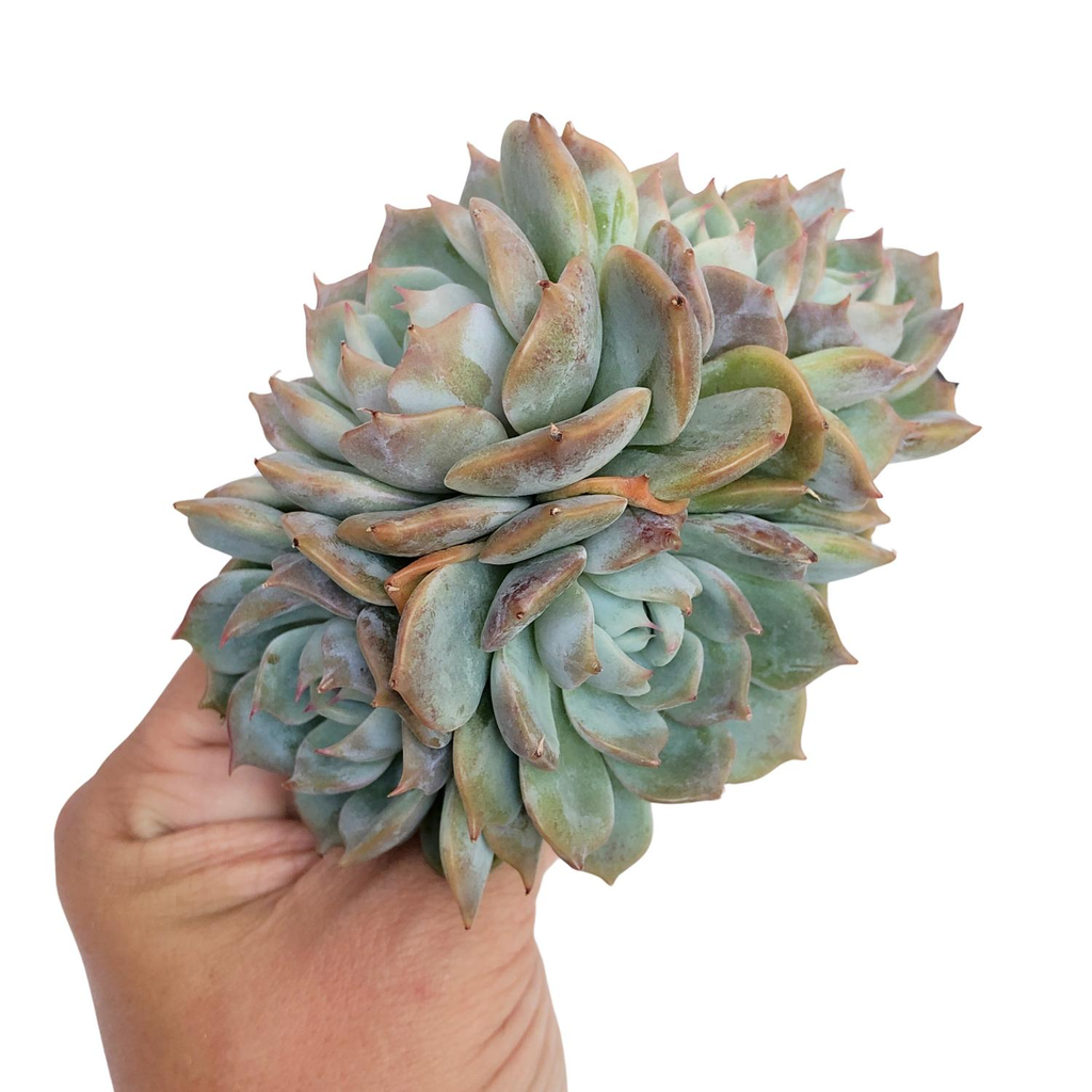 Echeveria Rosanna Cluster – Cedar Creek Farmhouse