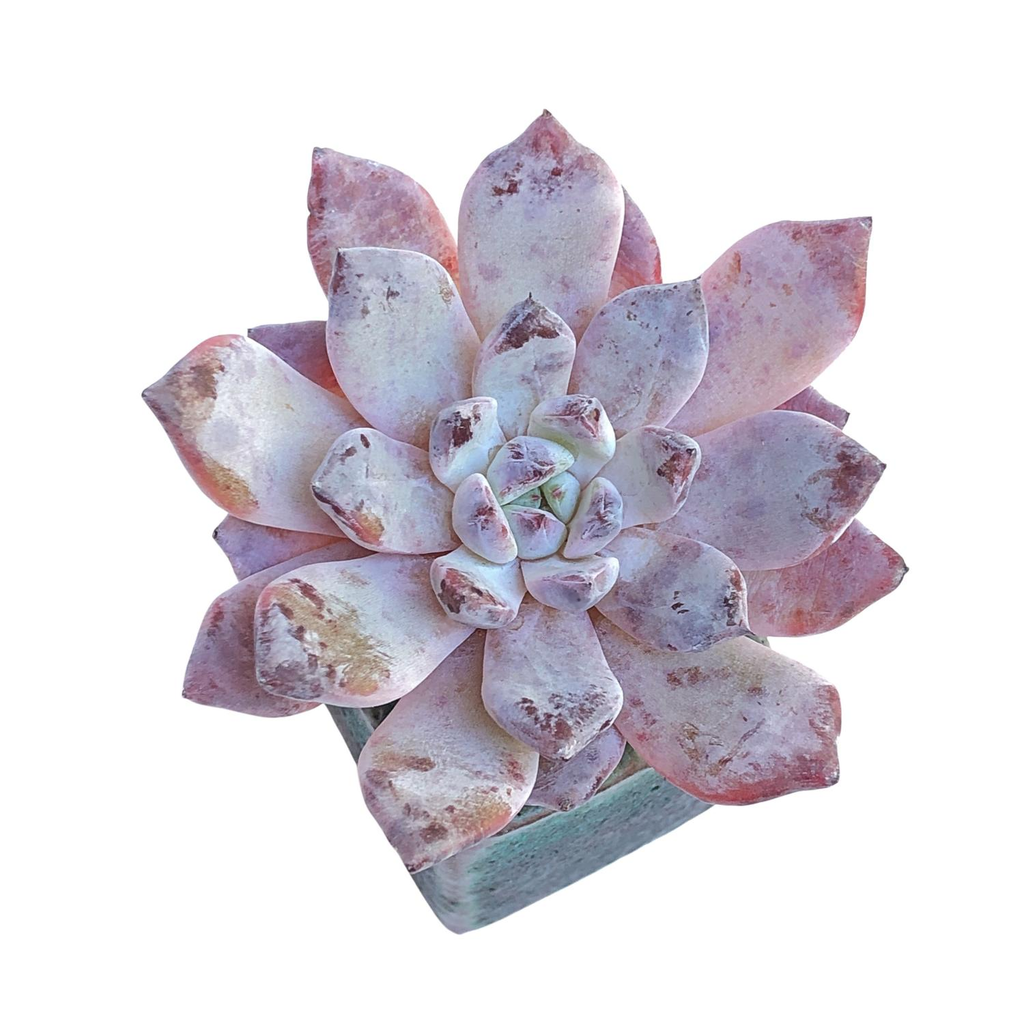 Echeveria Devolution – Cedar Creek Farmhouse