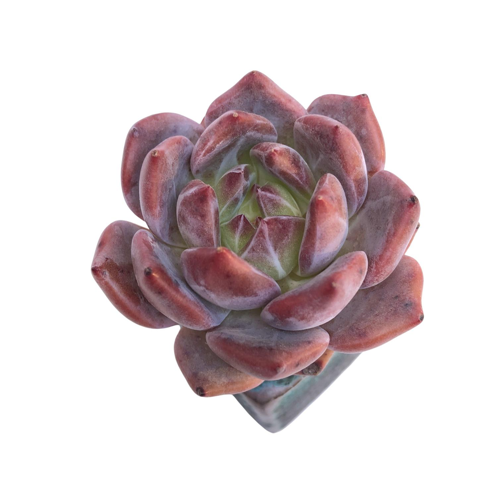 Echeveria Sp. – Cedar Creek Farmhouse