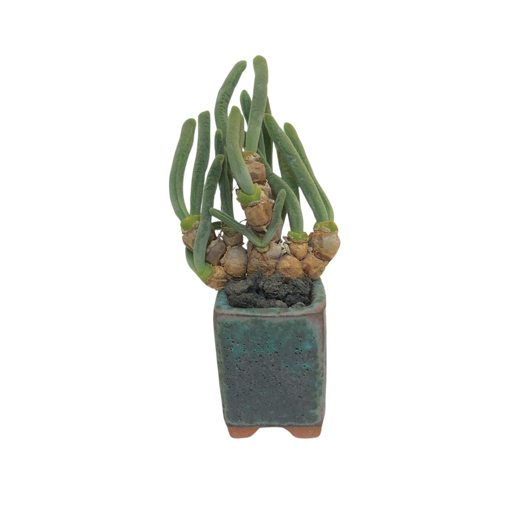 Monilaria Moniliforme, Mature Specimen (Random) – Cedar Creek Farmhouse
