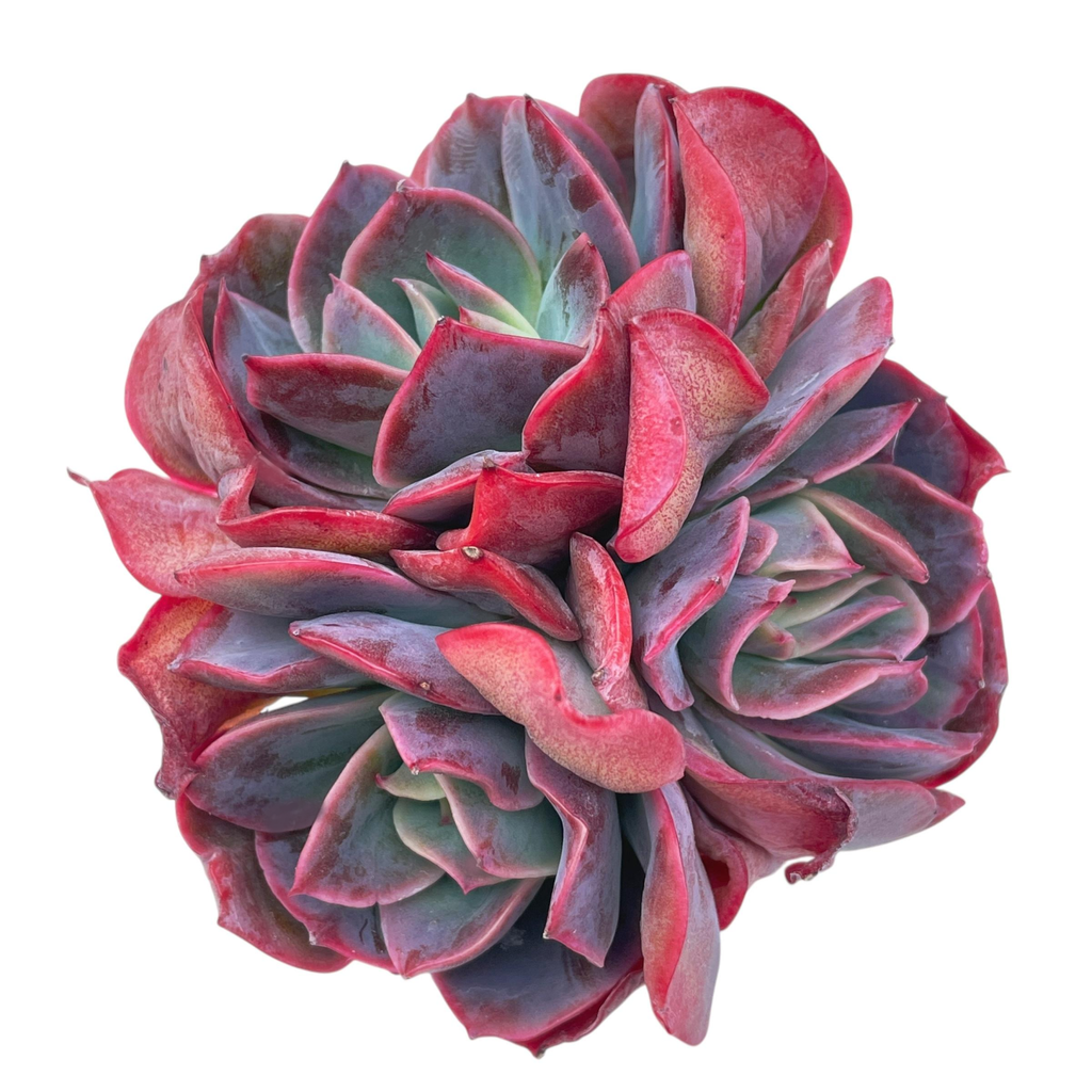 Echeveria Unknown – Cedar Creek Farmhouse