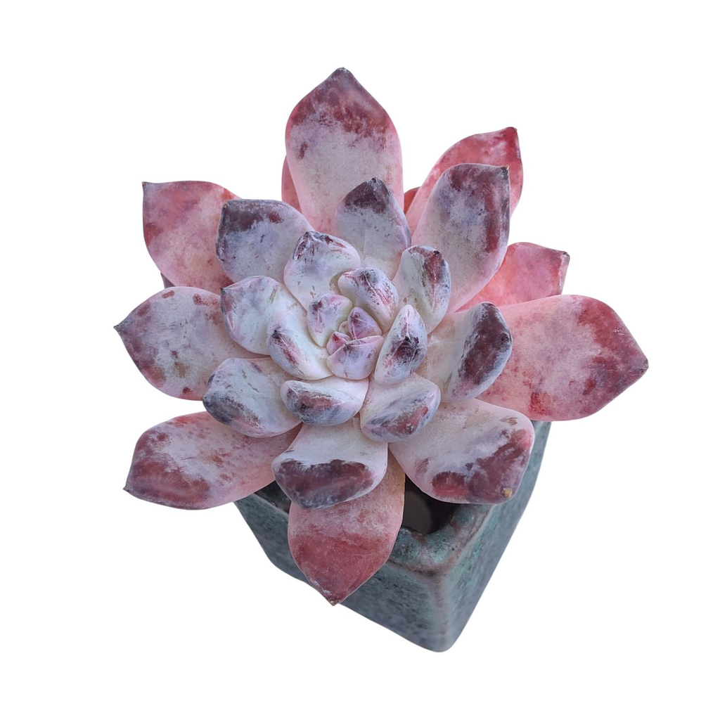 Echeveria Devolution – Cedar Creek Farmhouse