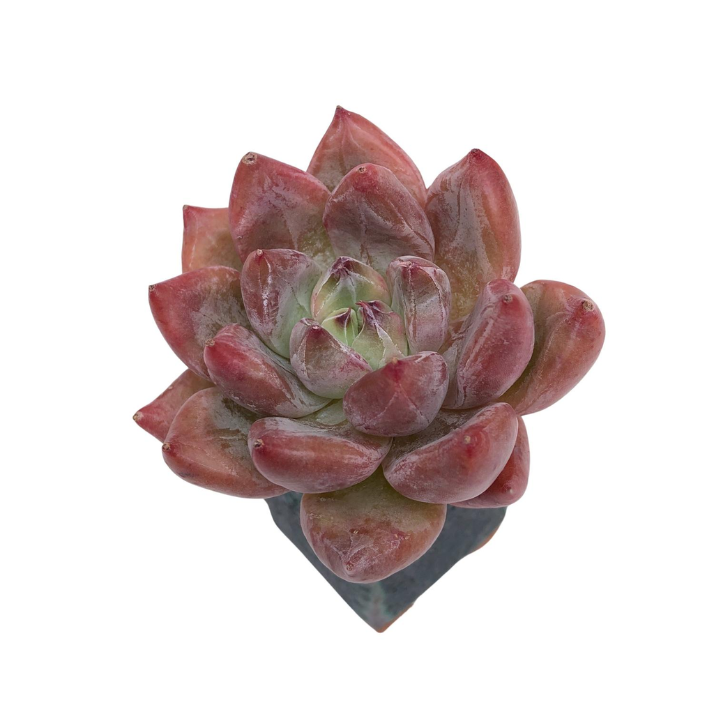 Echeveria Pena – Cedar Creek Farmhouse