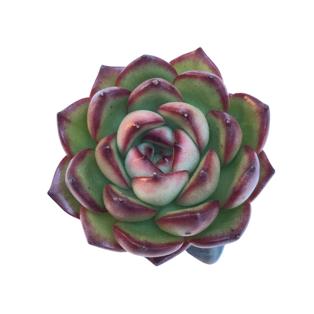 Echeveria Sp. – Cedar Creek Farmhouse