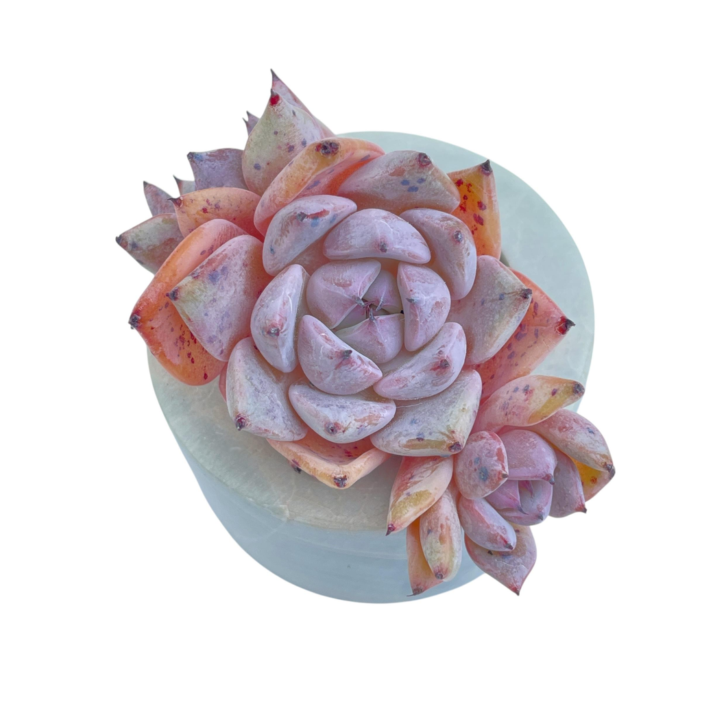 Echeveria Largea – Cedar Creek Farmhouse