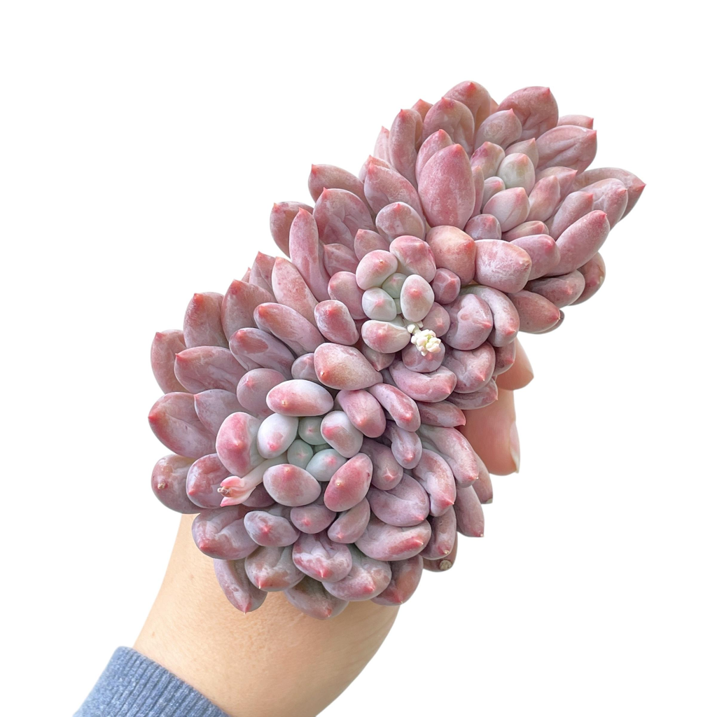 Echeveria Angel Fingers Hybrid – Cedar Creek Farmhouse