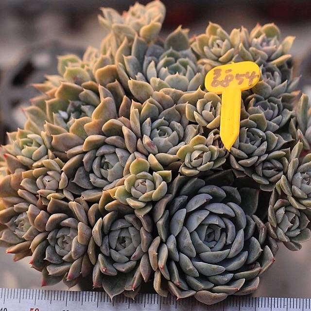 SALE! Echeveria Mary Bell, Cluster – Cedar Creek Farmhouse