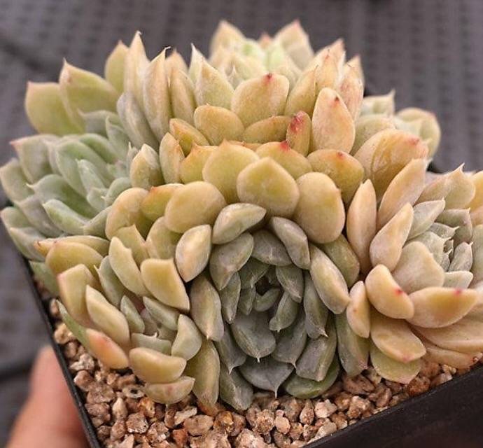 Echeveria Mary Bell, Cluster, (Not so Random) – Cedar Creek Farmhouse