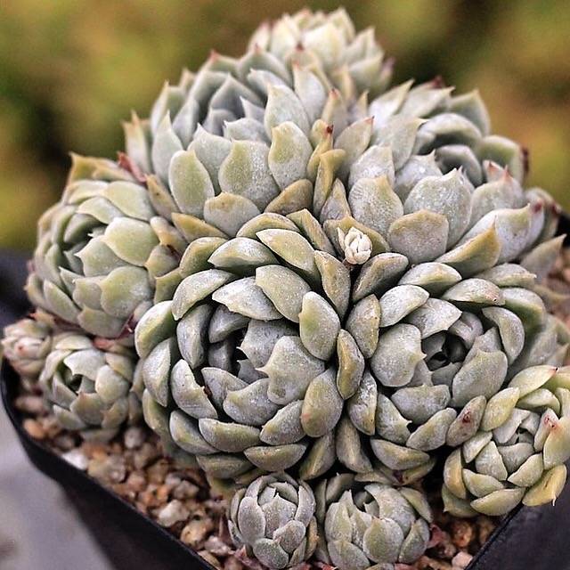 PRESALE Echeveria Mary Bell, Cluster – Cedar Creek Farmhouse