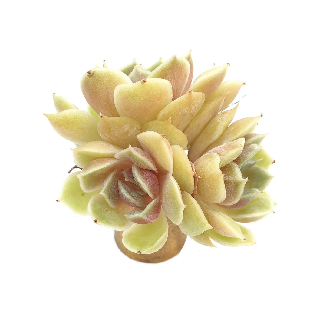 Echeveria Onslow, Triple – Cedar Creek Farmhouse Echeveria Onslow, Triple – Cedar Creek Farmhouse
