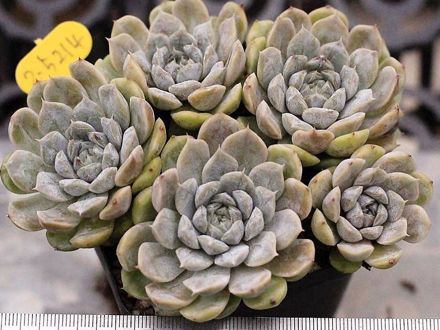 Echeveria Mary Bell, Cluster – Cedar Creek Farmhouse