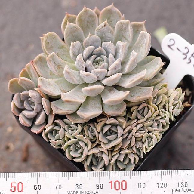 PRESALE Echeveria Mary Bell – Cedar Creek Farmhouse