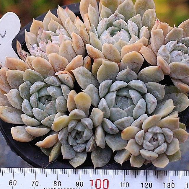 PRESALE Echeveria Mary Bell, Cluster – Cedar Creek Farmhouse