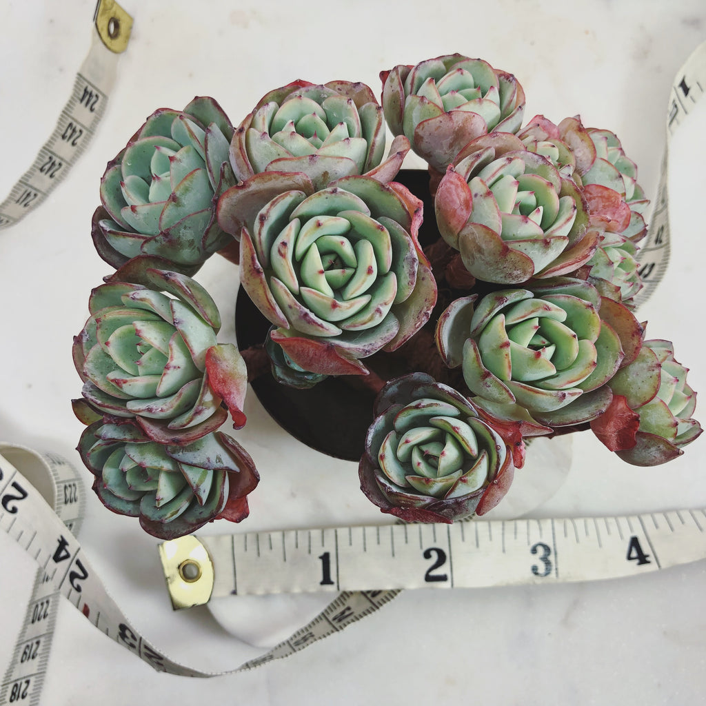 Echeveria Atlantis, Cluster – Cedar Creek Farmhouse