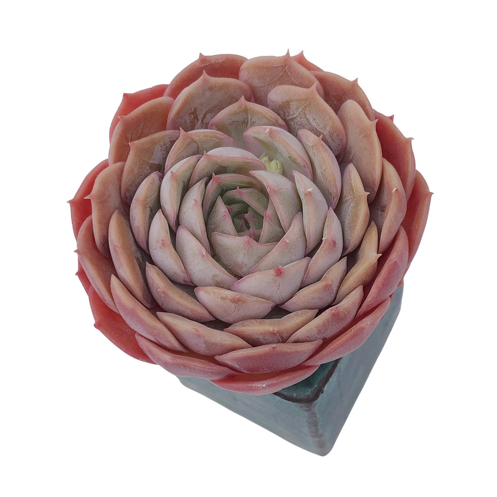 Echeveria Onslow – Cedar Creek Farmhouse Echeveria Onslow – Cedar Creek Farmhouse