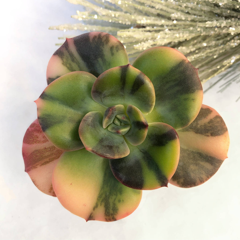 Echeveria Blue Metal, Variegata – Cedar Creek Farmhouse