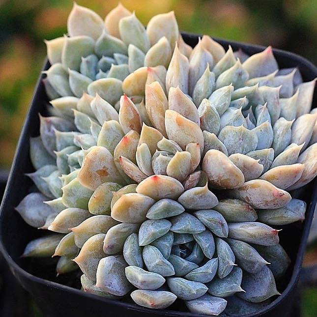 PRESALE Echeveria Mary Bell, Cluster – Cedar Creek Farmhouse