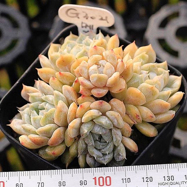 PRESALE Echeveria Mary Bell, Cluster – Cedar Creek Farmhouse
