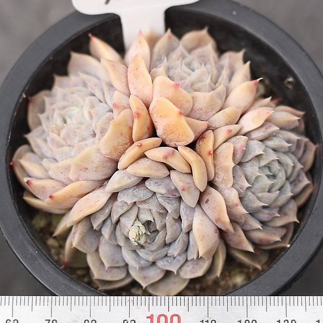 PRESALE Echeveria Mary Bell, (Cluster) – Cedar Creek Farmhouse