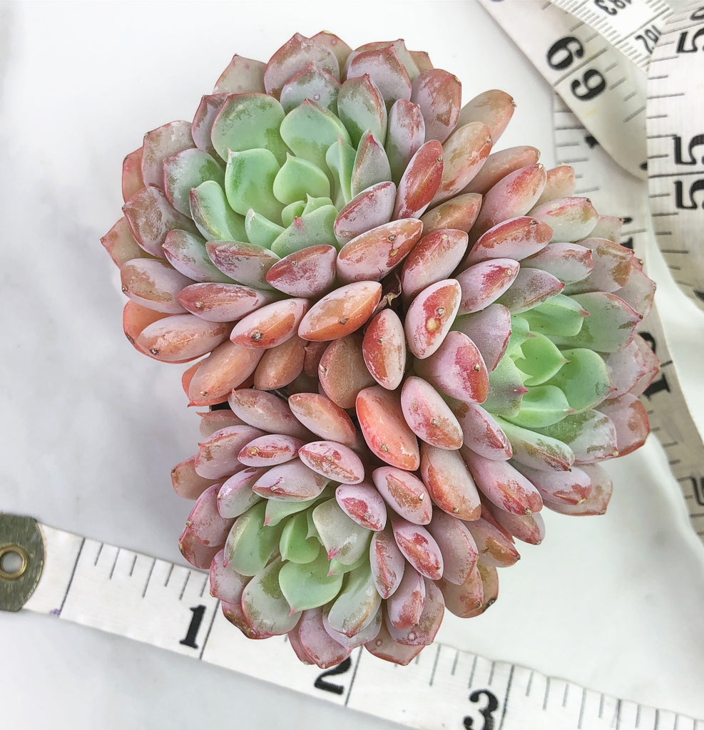 Echeveria Clara Cluster – Cedar Creek Farmhouse