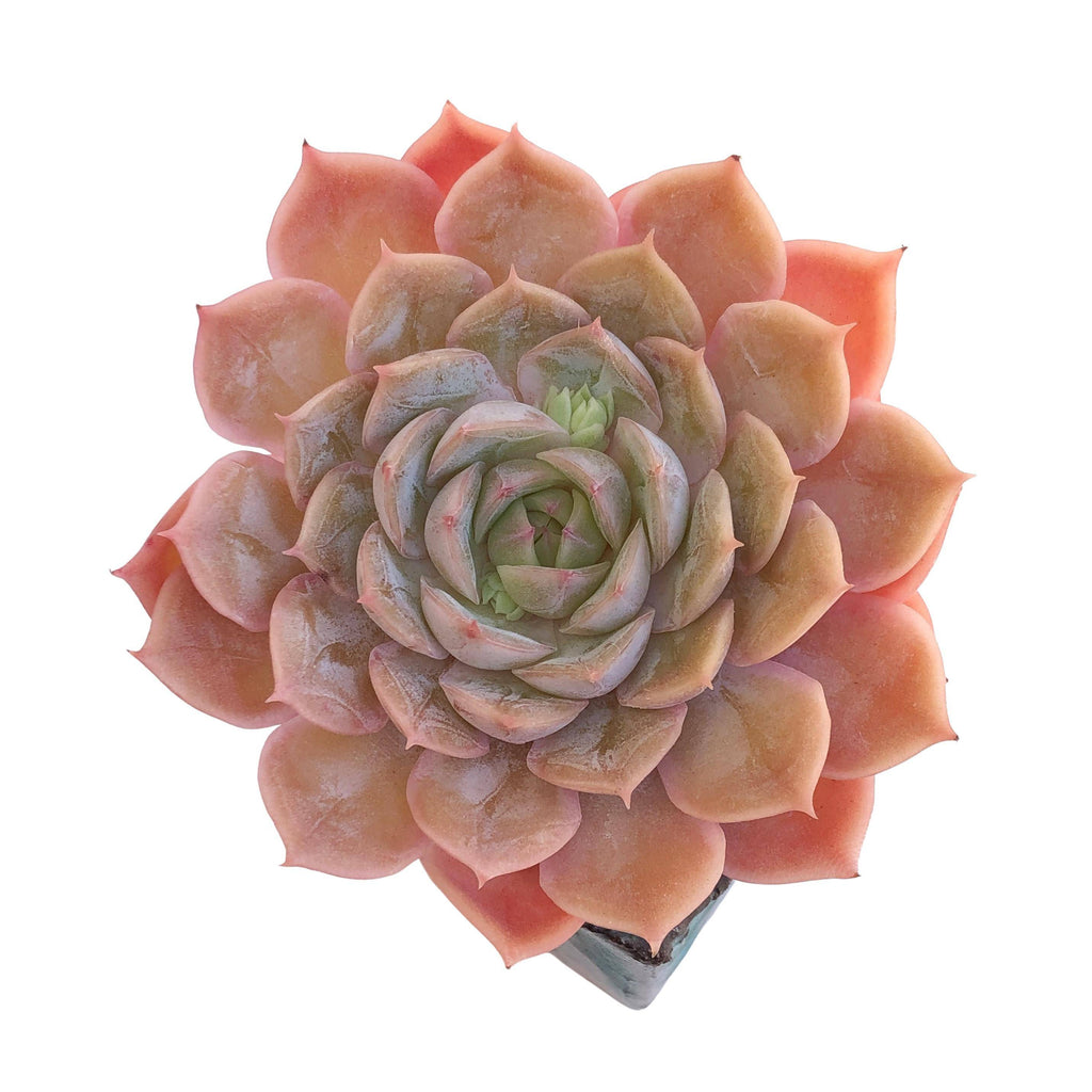 Echeveria Onslow – Cedar Creek Farmhouse Echeveria Onslow – Cedar Creek Farmhouse