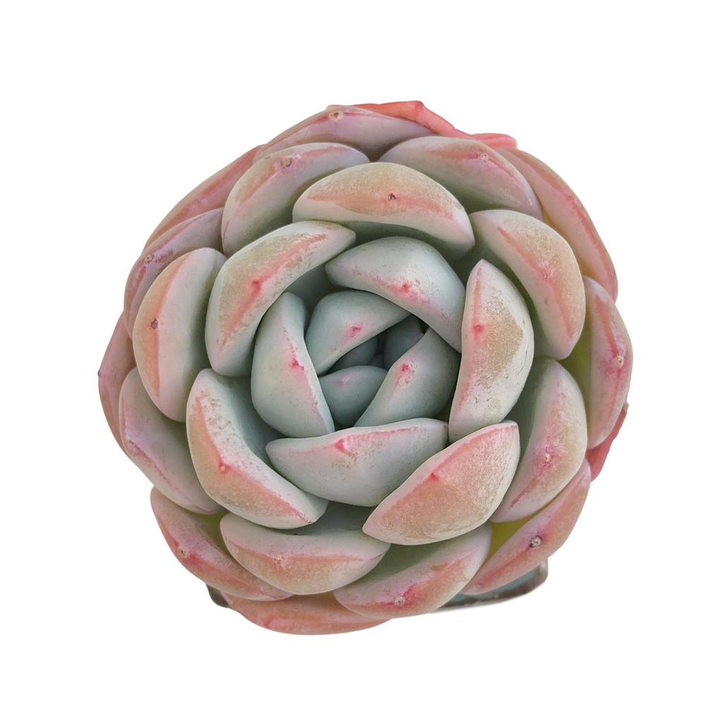 Echeveria Sp. – Cedar Creek Farmhouse