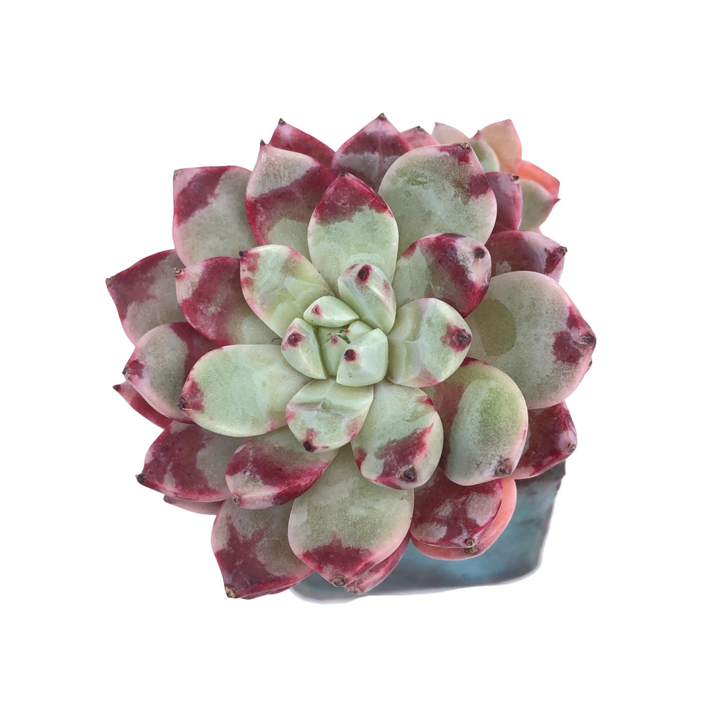 Echeveria Boa – Cedar Creek Farmhouse