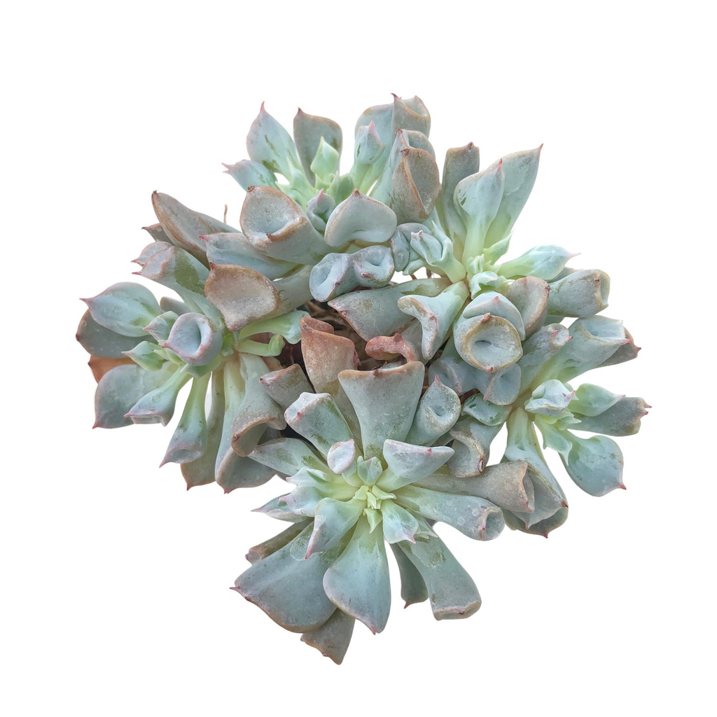 SALE! Echeveria Pig Nose, Cluster – Cedar Creek Farmhouse
