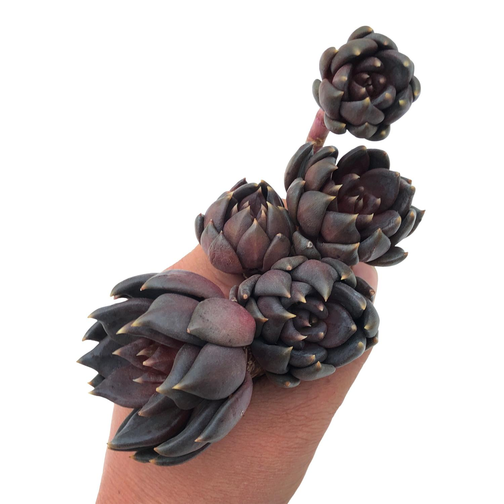 Echeveria Black Bird, Cluster (Separated) – Cedar Creek Farmhouse