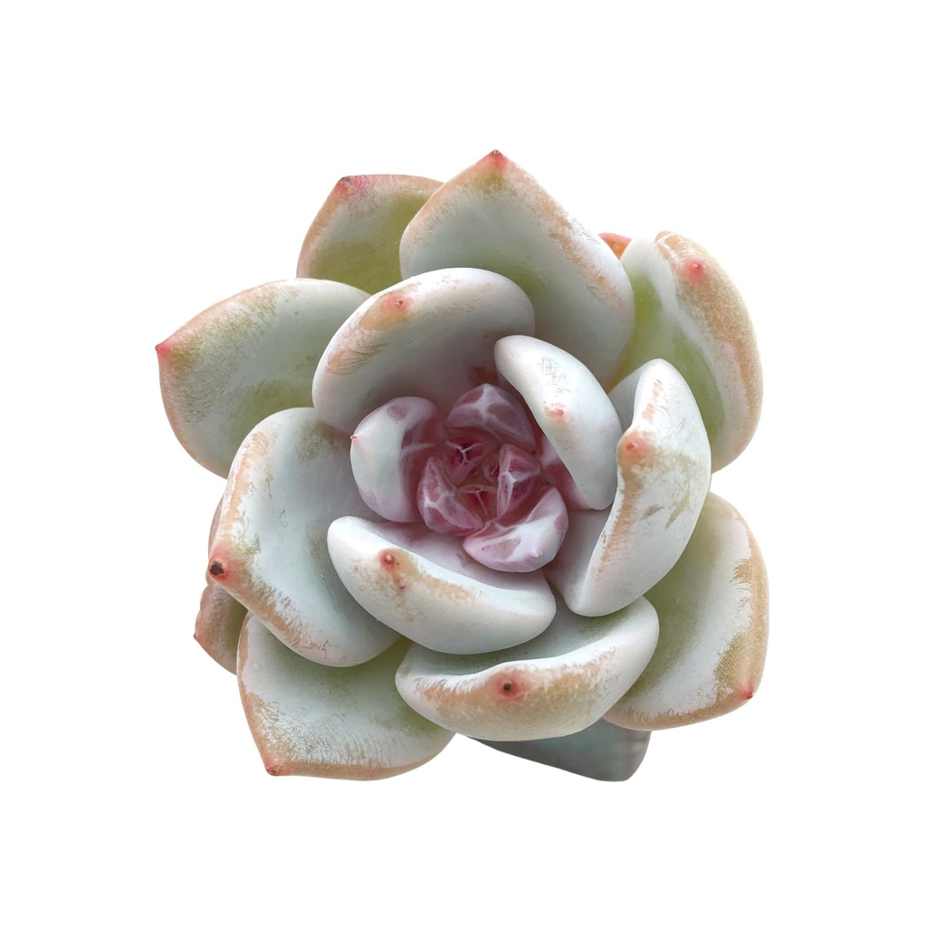 Echeveria Trumso – Cedar Creek Farmhouse