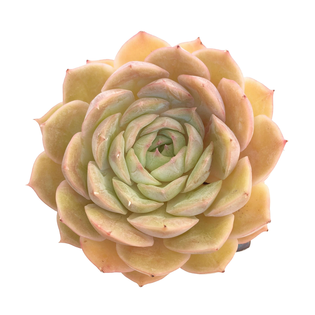 Echeveria Onslow – Cedar Creek Farmhouse Echeveria Onslow – Cedar Creek Farmhouse