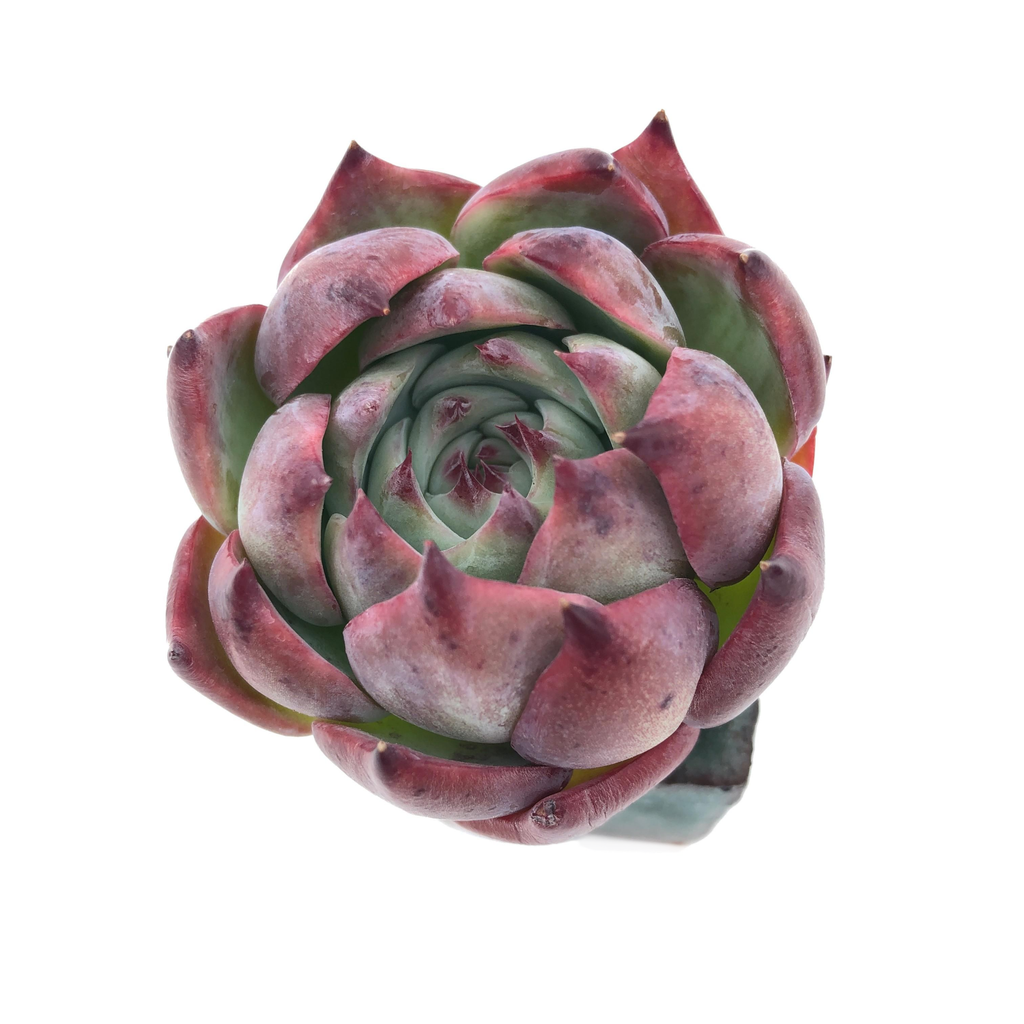 Echeveria Casio – Cedar Creek Farmhouse