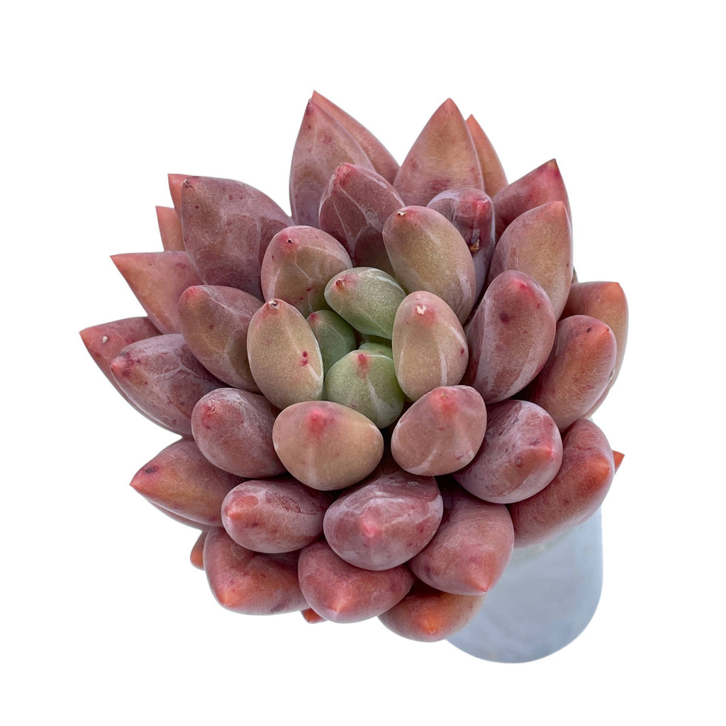 Pachyphytum Angel Fingers Red – Cedar Creek Farmhouse