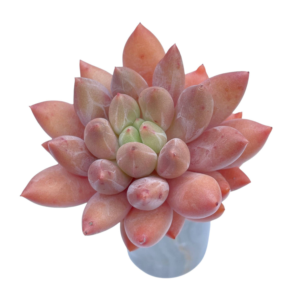 Pachyphytum Angel Fingers Red – Cedar Creek Farmhouse