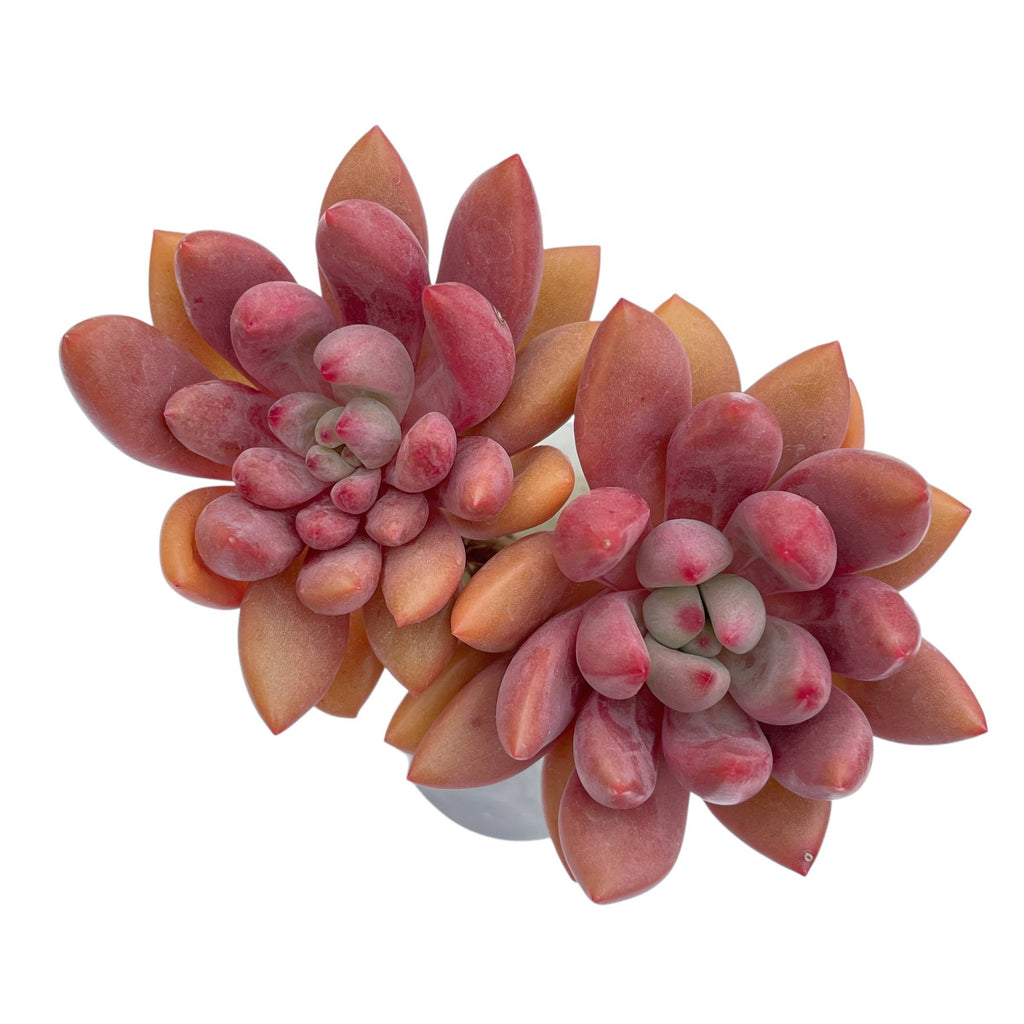 Echeveria Ruby Donna (Possible Hybrid), Double – Cedar Creek Farmhouse